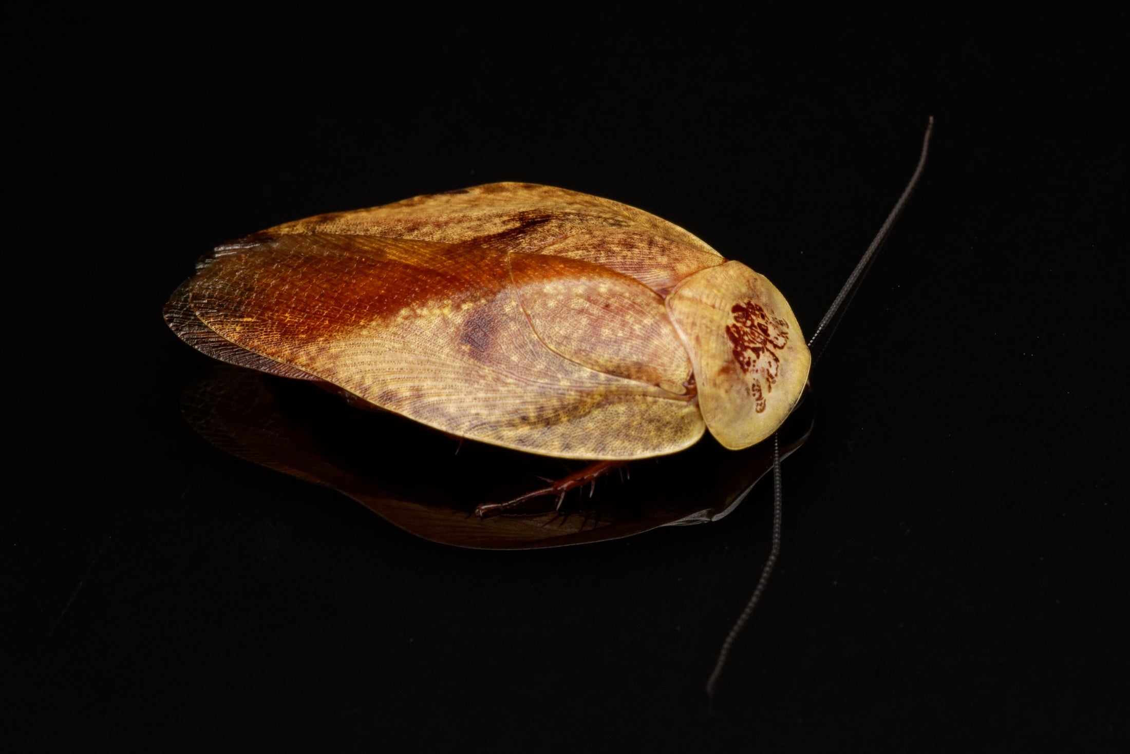 Porcelænskakerlak (Gyna lurida "yellow") | 15 stk. – a Piece of Nature