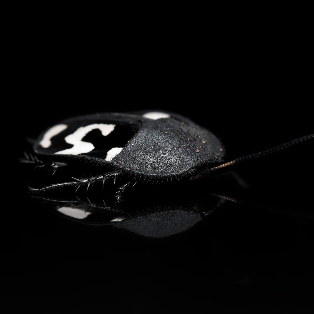 Terrariedyr – spændende dyr til terrarie | a Piece of Nature